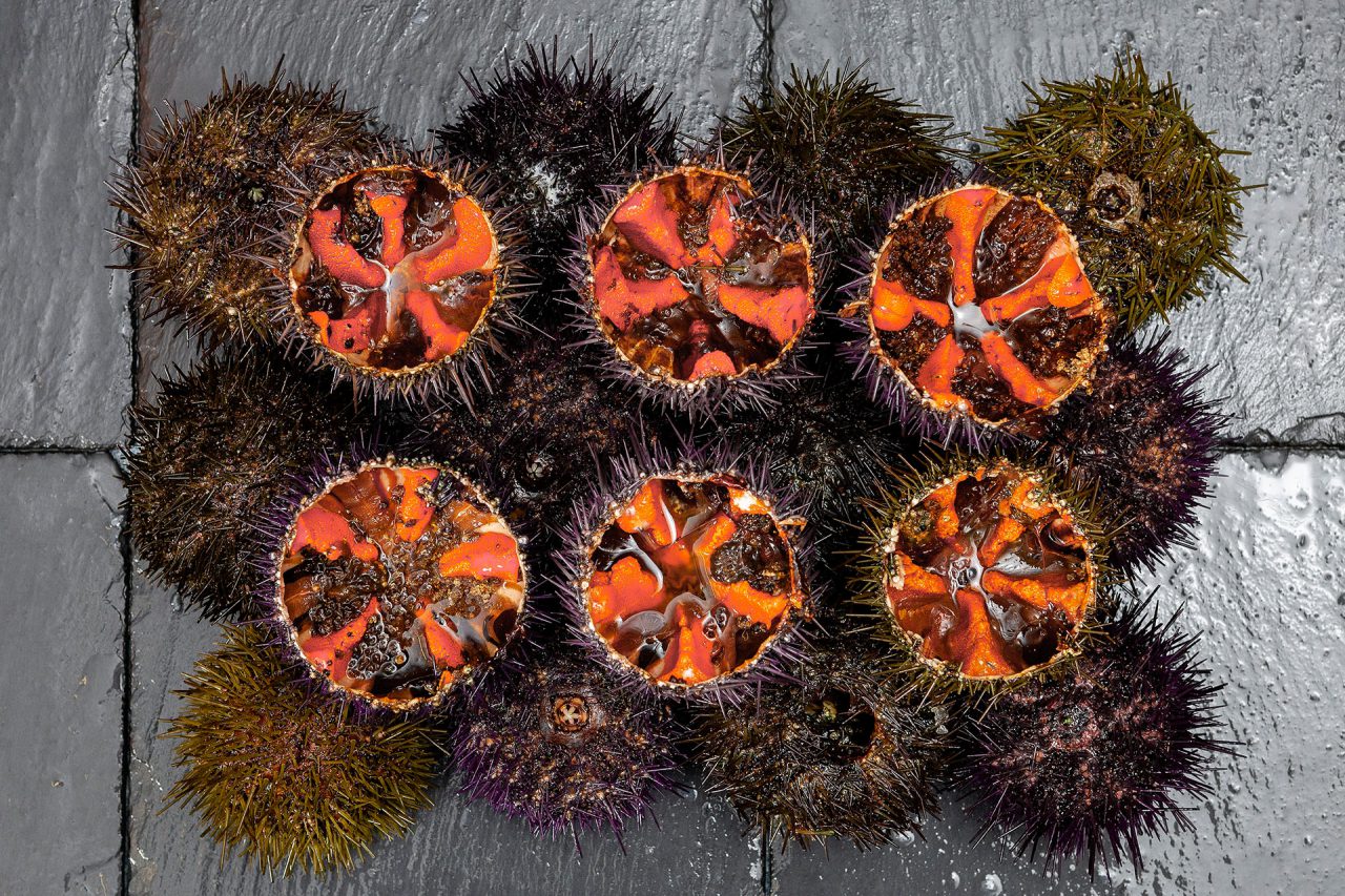 INICIO DE LA TEMPORADA DEL ERIZO DE MAR | Asturpesca