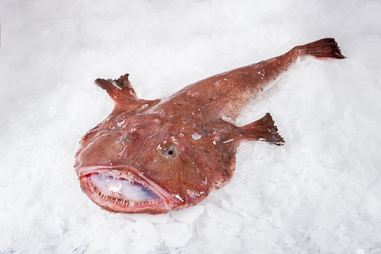 Angler/Monkfish | Asturpesca