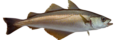 Abadejo | Asturpesca