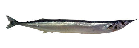 Balaou atlantique | Asturpesca