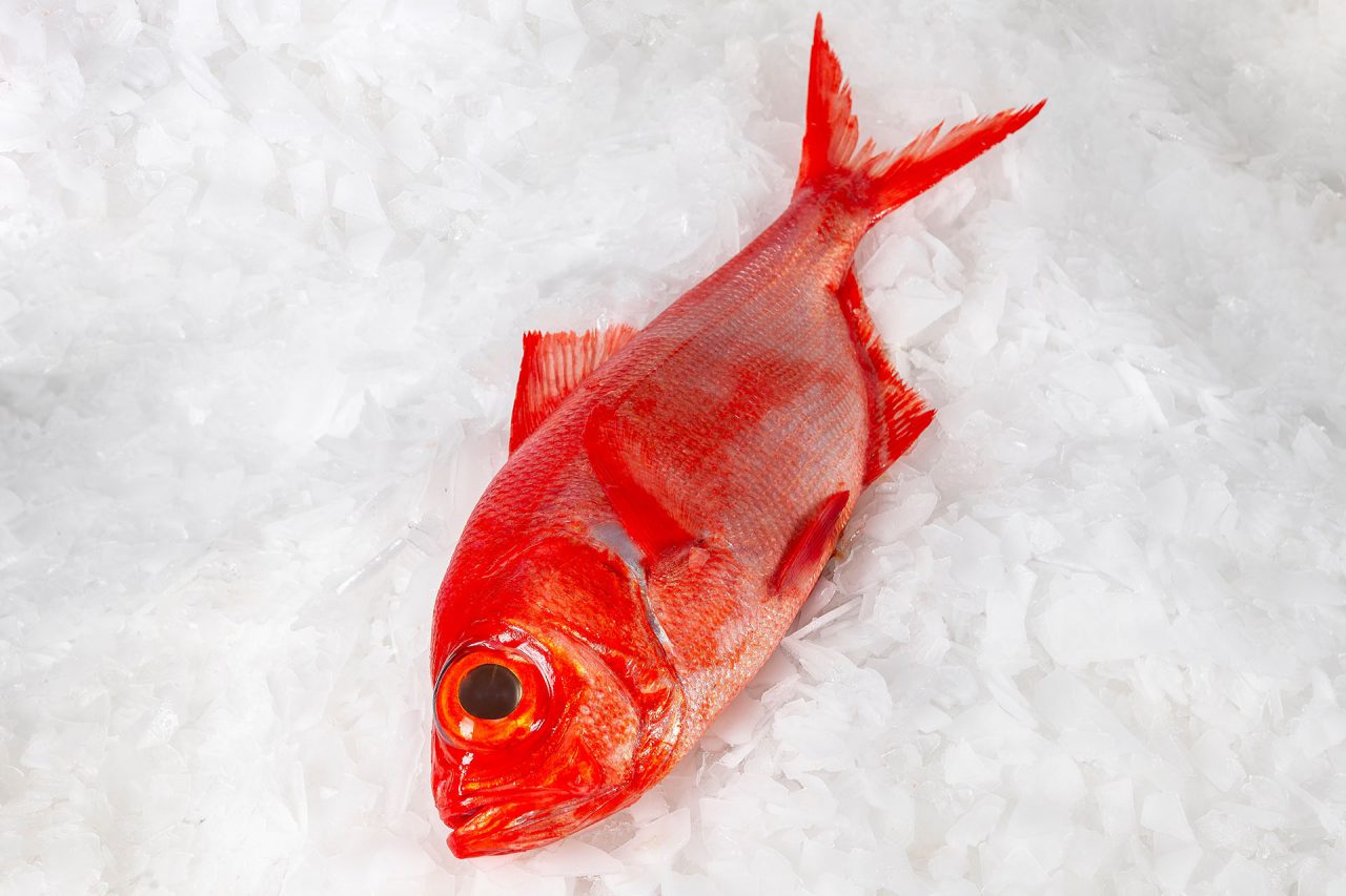 Alfonsino fish | Asturpesca