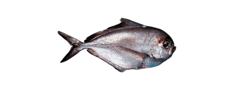 Palometa, Japuta | Asturpesca