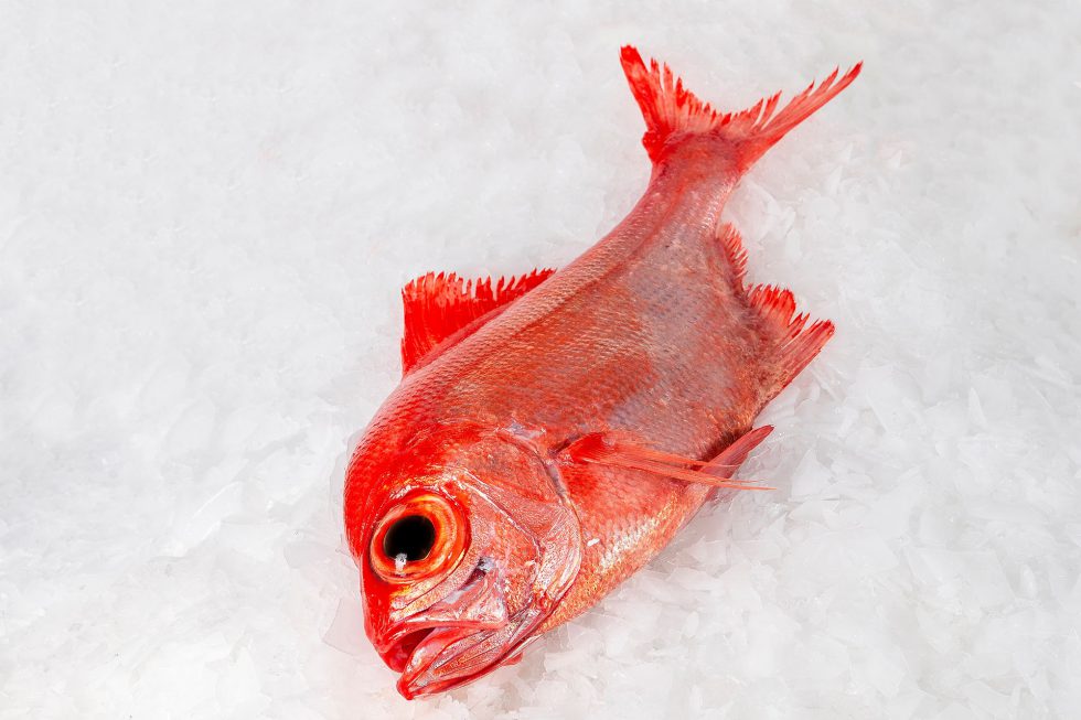 Beryx commun | Asturpesca