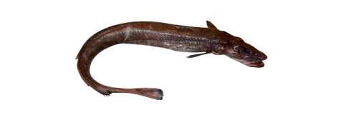 Congria, Maruca | Asturpesca