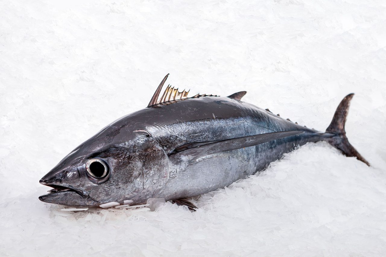 Thon blanc/Bonite à dos rayé | Asturpesca