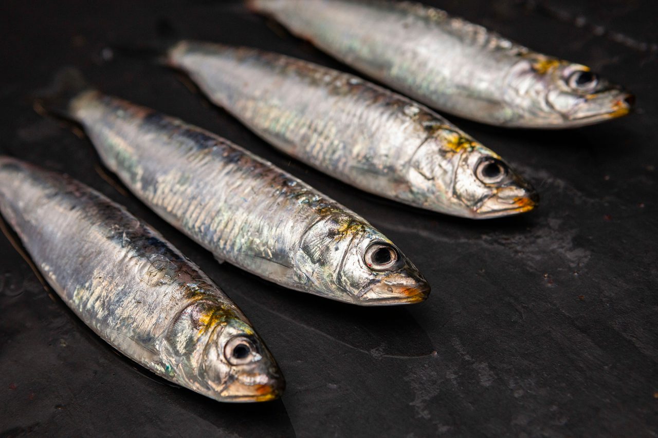 Parrocha | Asturpesca